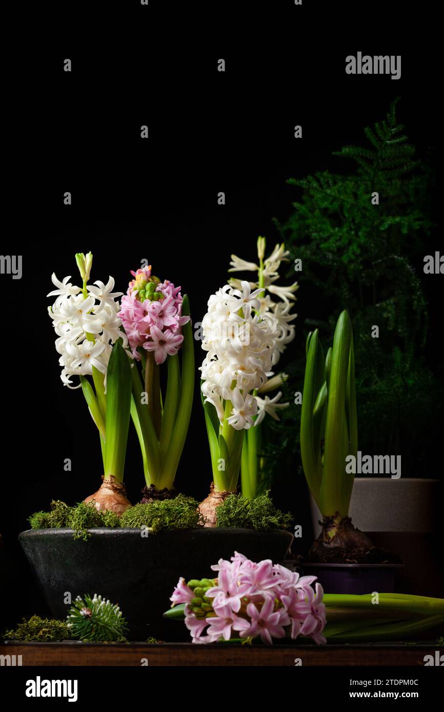 planting winter or spring flowers hyacinth on black background ...