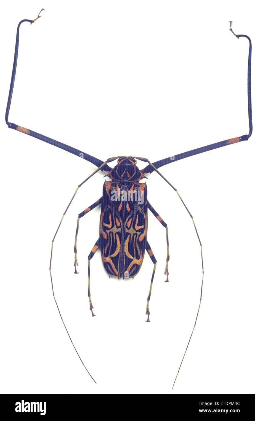 Harlequin beetle (Acrocinus longimanus) is a longhorned beetle native ...