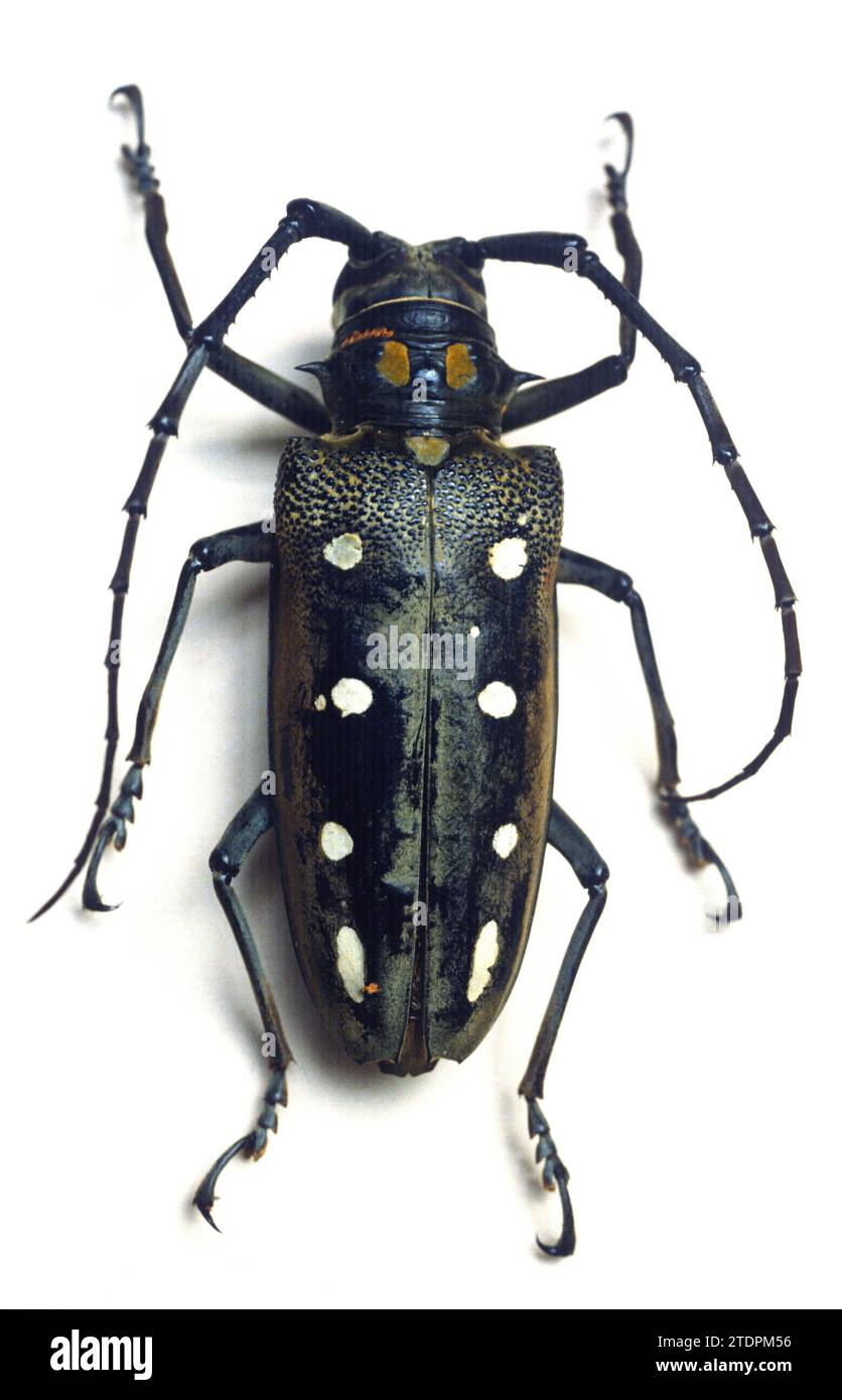 Batocera parryi is a longhorned beetle native to southern Asia Stock ...