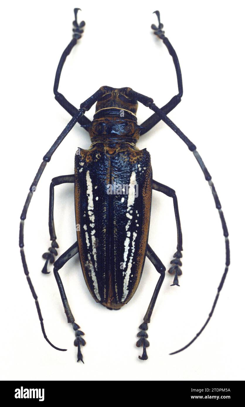 Papua new guinea female hi-res stock photography and images - Alamy