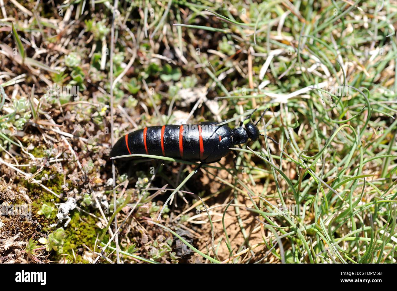 Red stripped oil beetle hi-res stock photography and images - Alamy