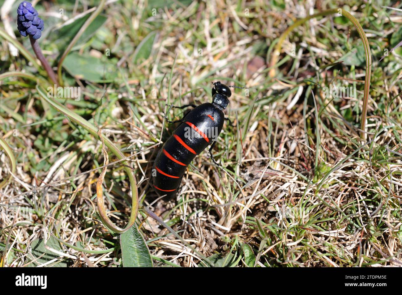 Red stripped oil beetle hi-res stock photography and images - Alamy