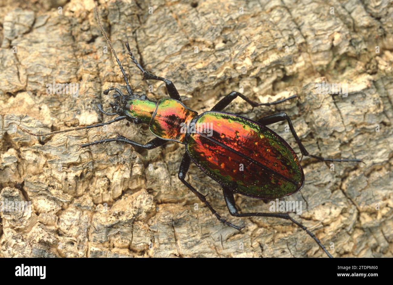 Carabus rutilans hi-res stock photography and images - Alamy