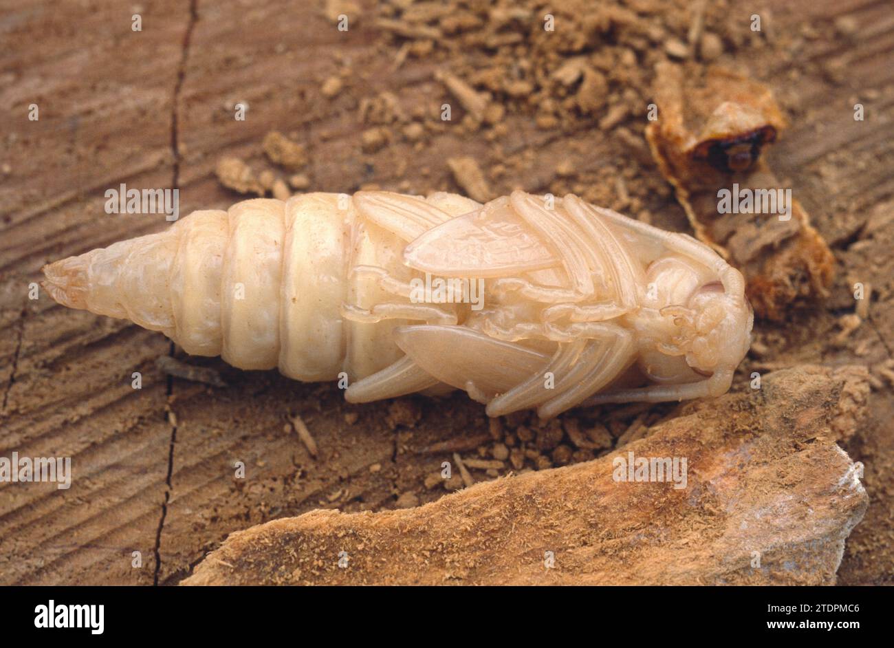 Great capricorn beetle pupa (Cerambyx cerdo) is an insect native to ...