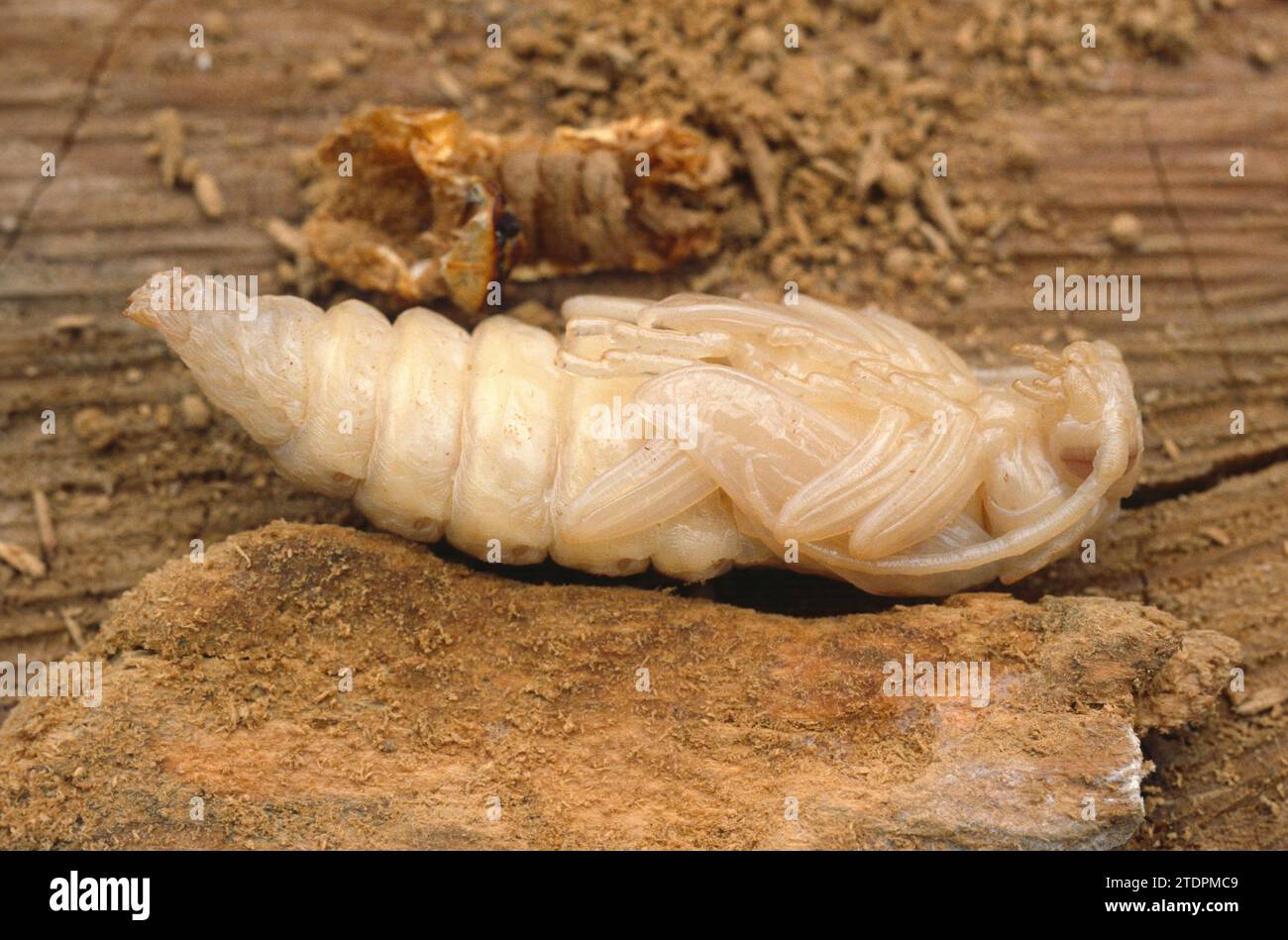 Great capricorn beetle pupa (Cerambyx cerdo) is an insect native to ...