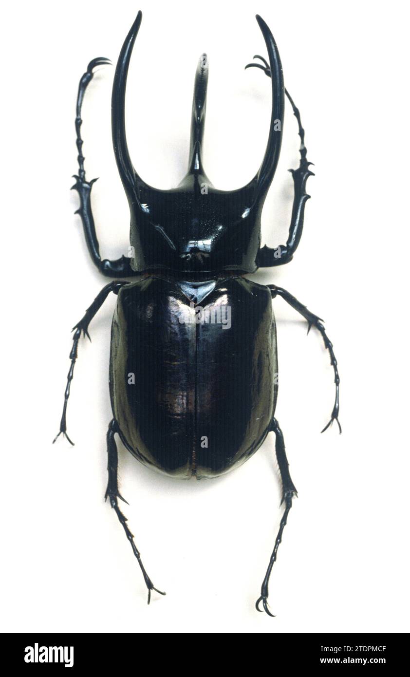 Atlas beetle male (Chalcosoma atlas) is a big beetle native to ...