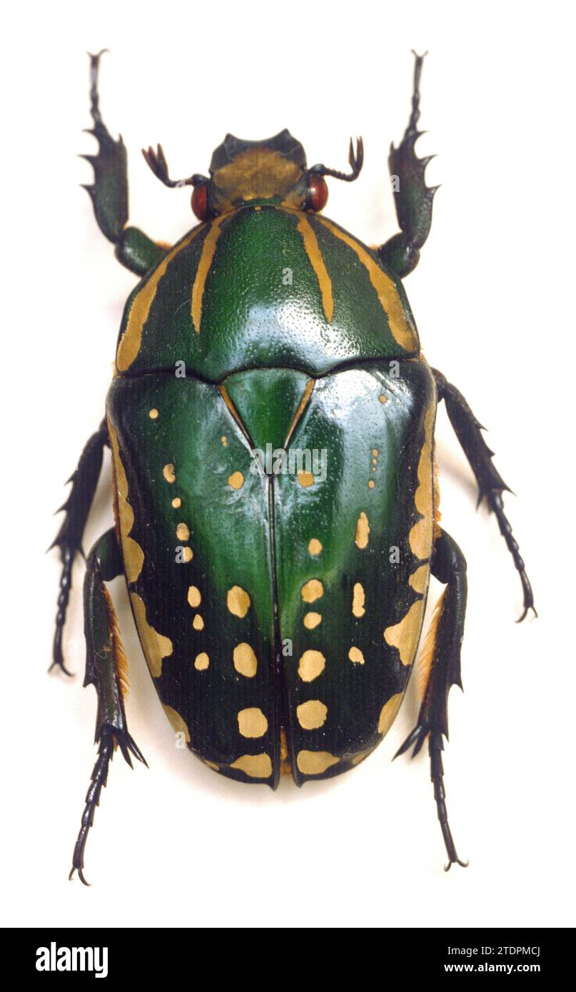 Giant African fruit beetle female (Chelorrhina polyphemus or ...