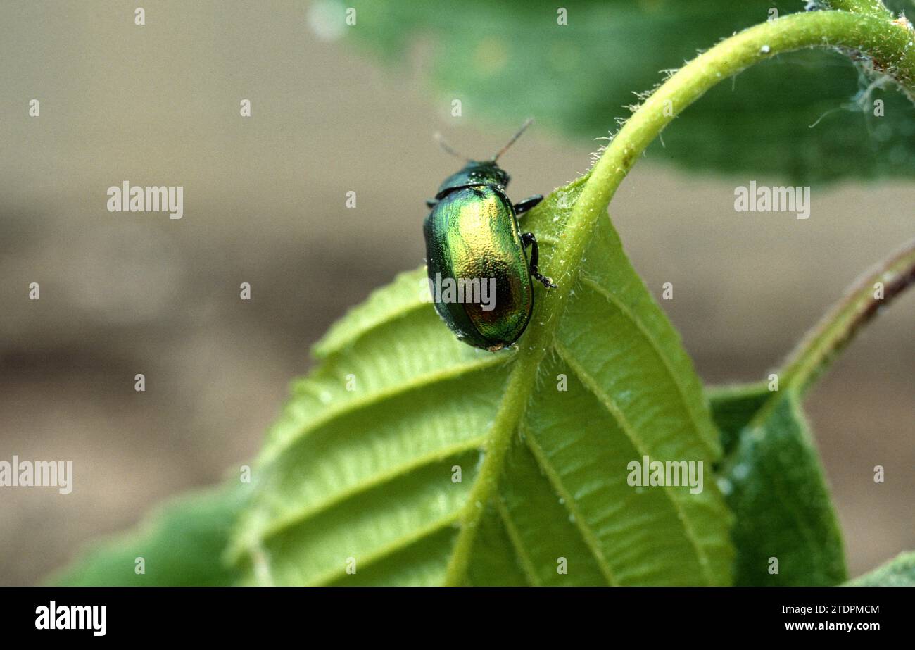 Chrysomela varians or Chrysolina varians is a leaf beetle native to ...