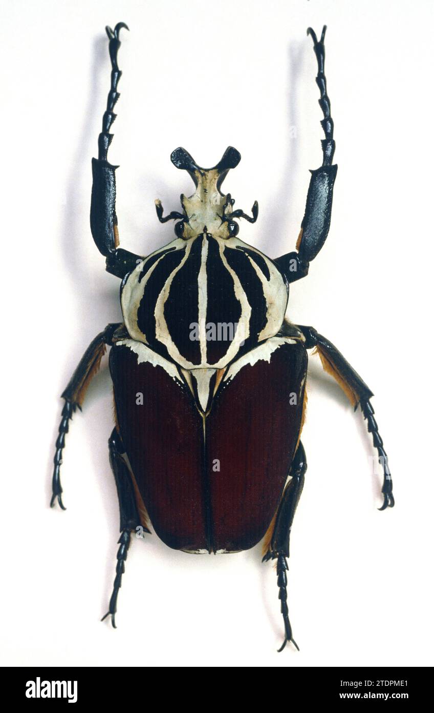 Goliath beetle (Goliathus goliatus) male. This beetle is native to ...