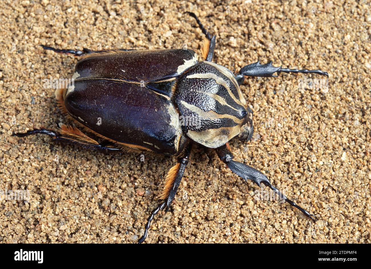 Goliath beetle hi-res stock photography and images - Alamy