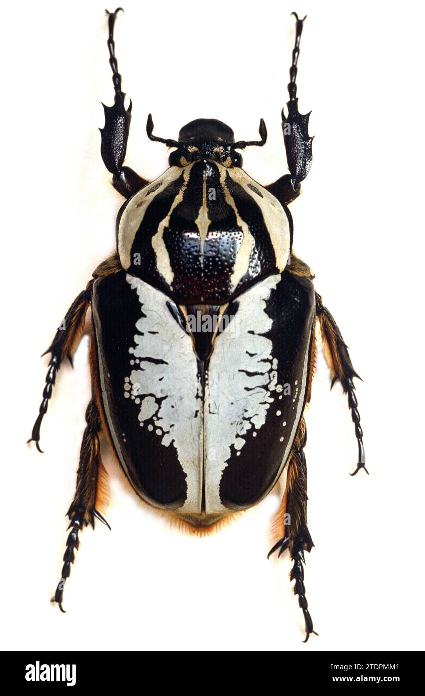 Goliath beetle hi-res stock photography and images - Alamy