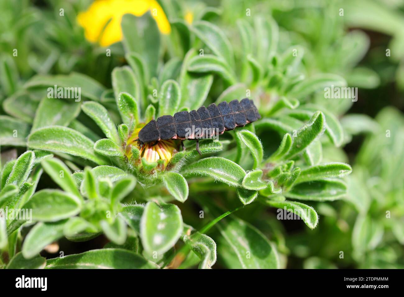 European glow-worm (Lampyris noctiluca) is a bioluminiscent beetle ...