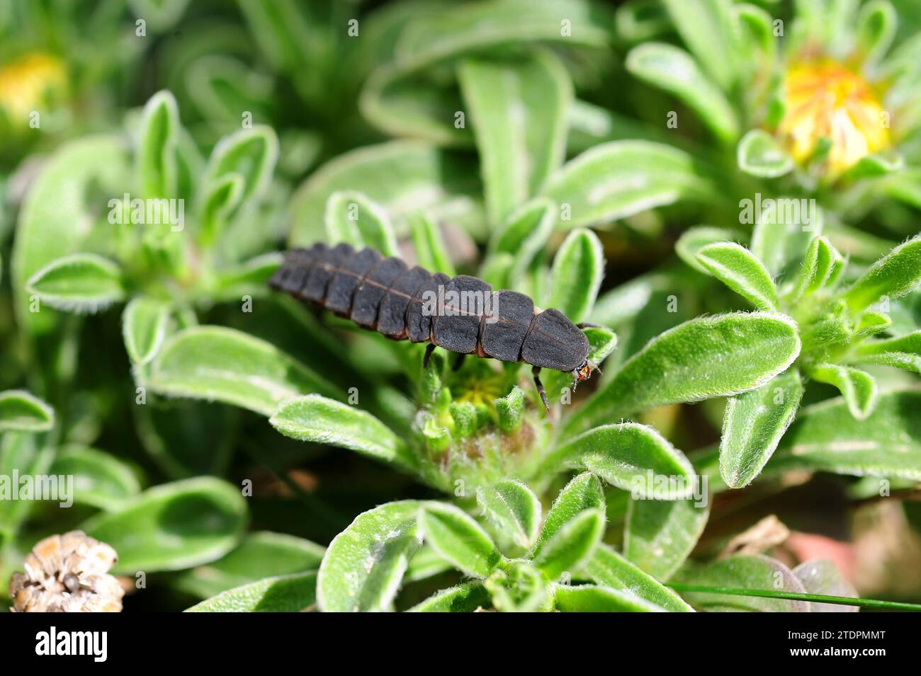 European glow-worm (Lampyris noctiluca) is a bioluminiscent beetle ...
