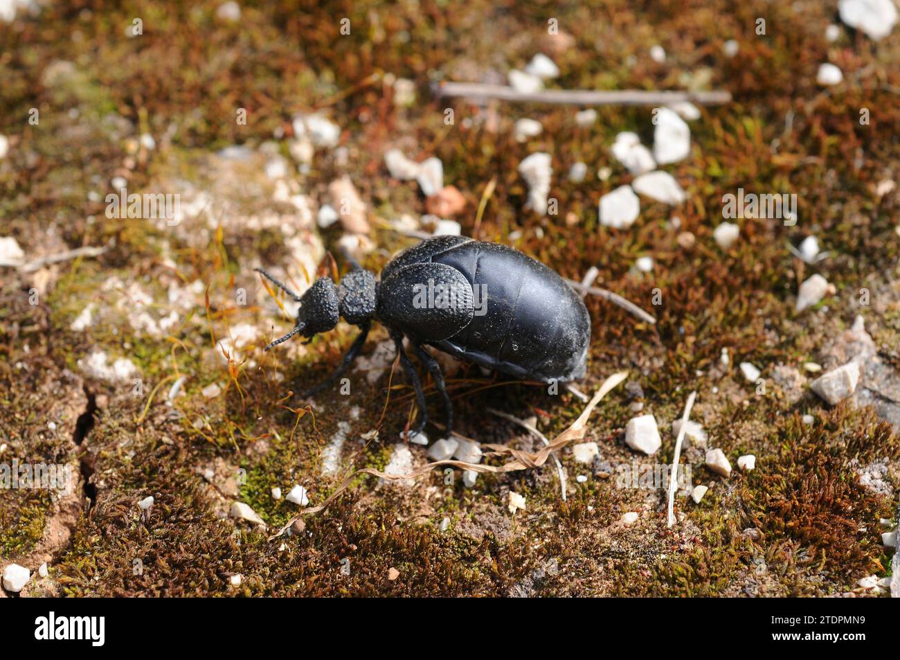 European oil beetle (Meloe proscarabaeus) is a beetle native to Europe Stock Photo - Alamy