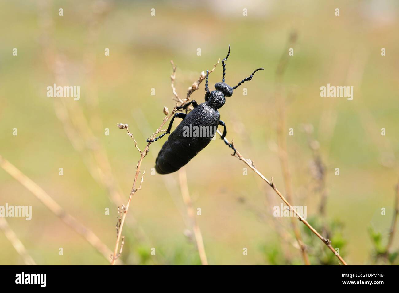 European oil beetle (Meloe proscarabaeus) is a beetle native to Europe ...