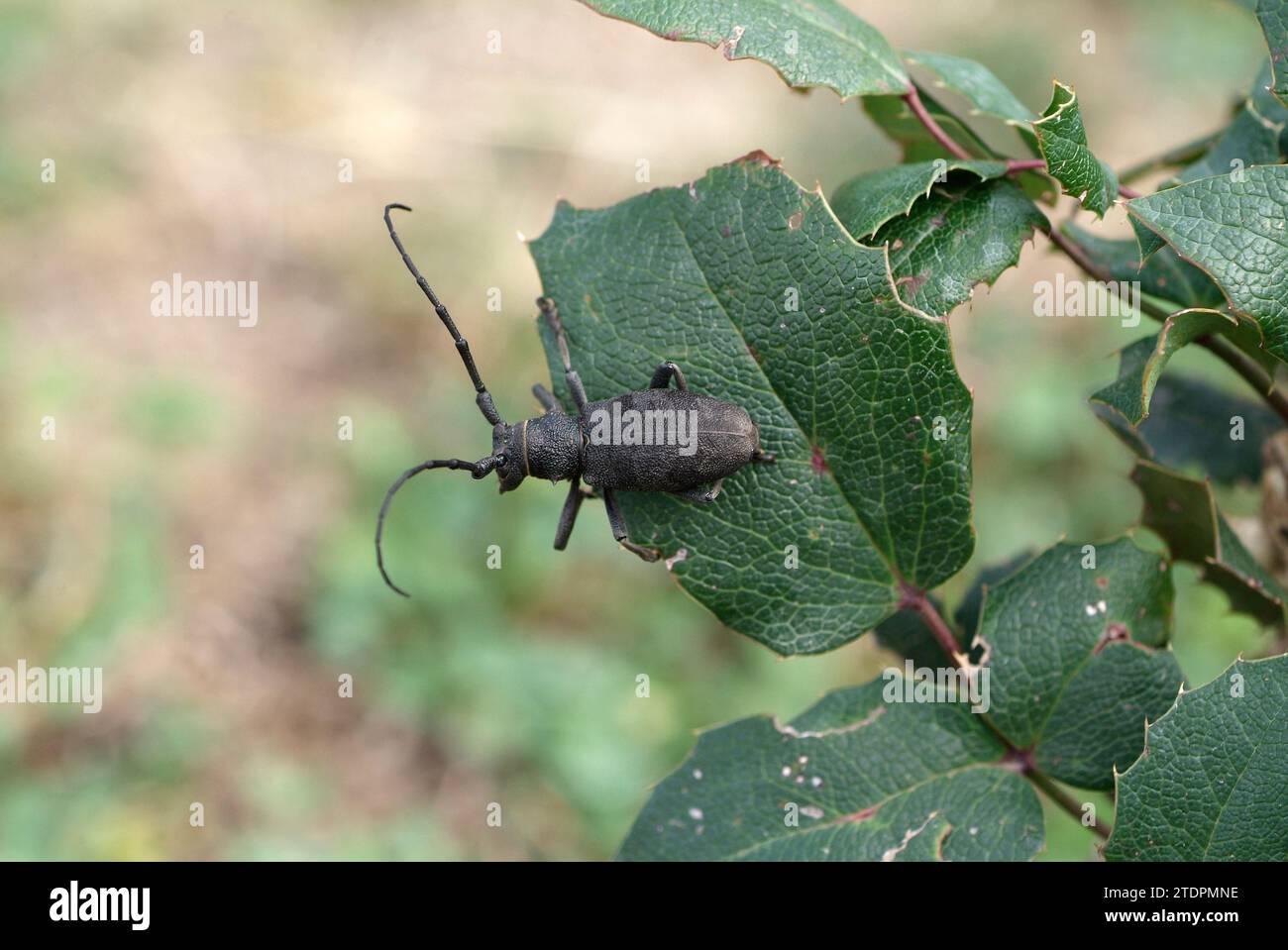 Pine sawyer beetle (Monochamus galloprovincialis) is a longhorn beetle ...