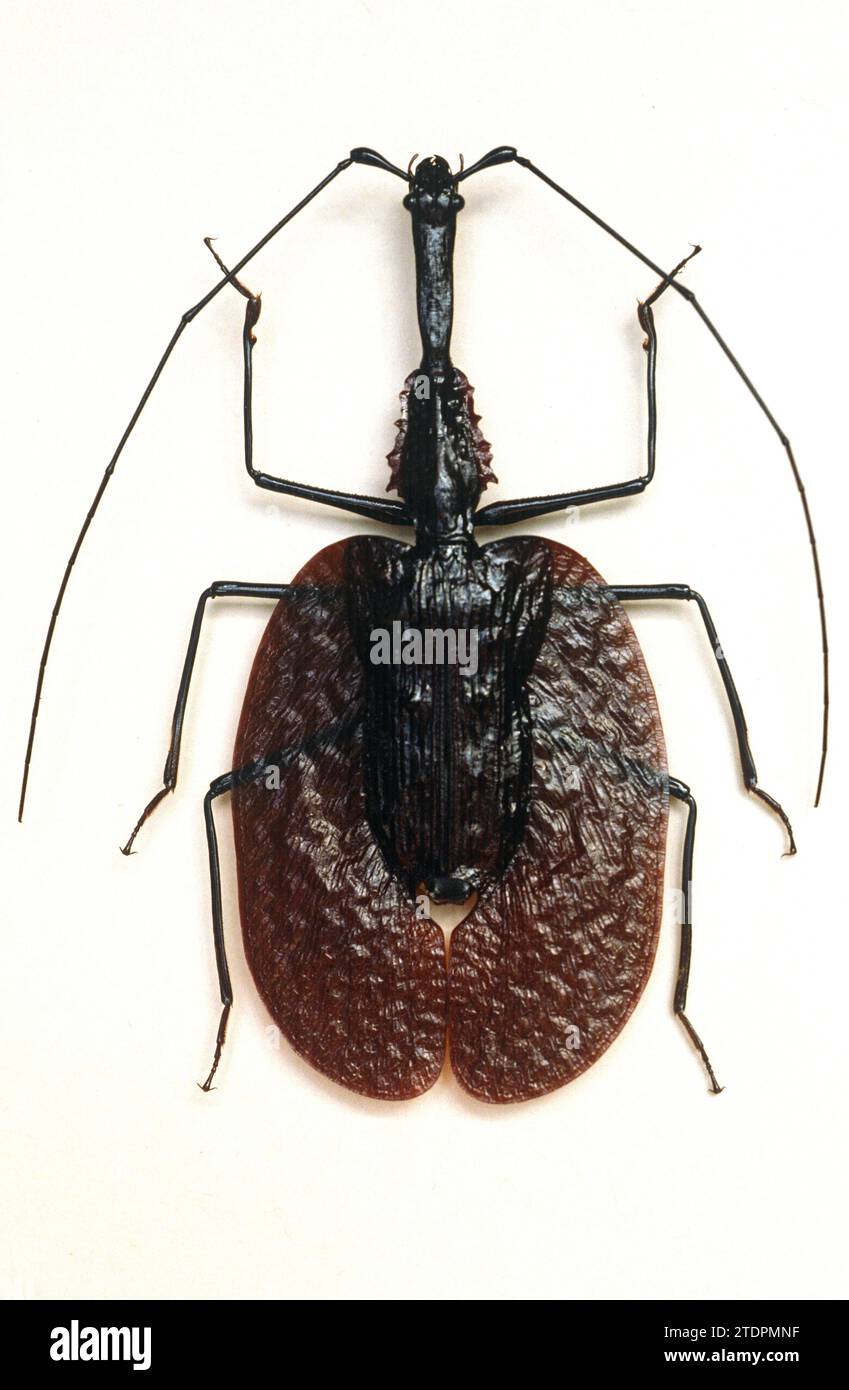 Violin beetle (Mormolyce phyllodes) is a beetle native to southeastern ...