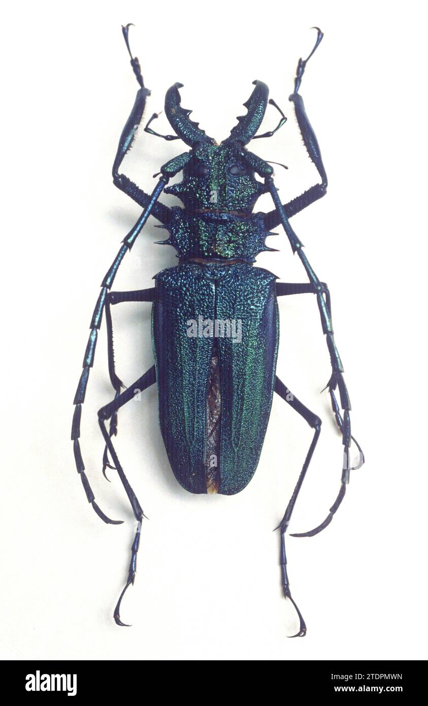 Psalidognathus superbus is a longhorn beetle native to Colombia Stock ...