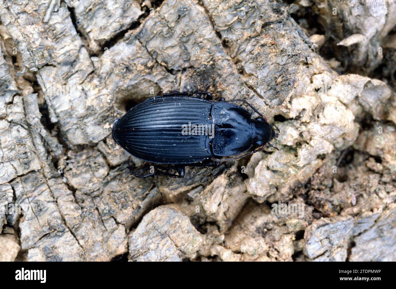 Pterostichus melanarius is a ground beetle native to Europe Stock Photo ...
