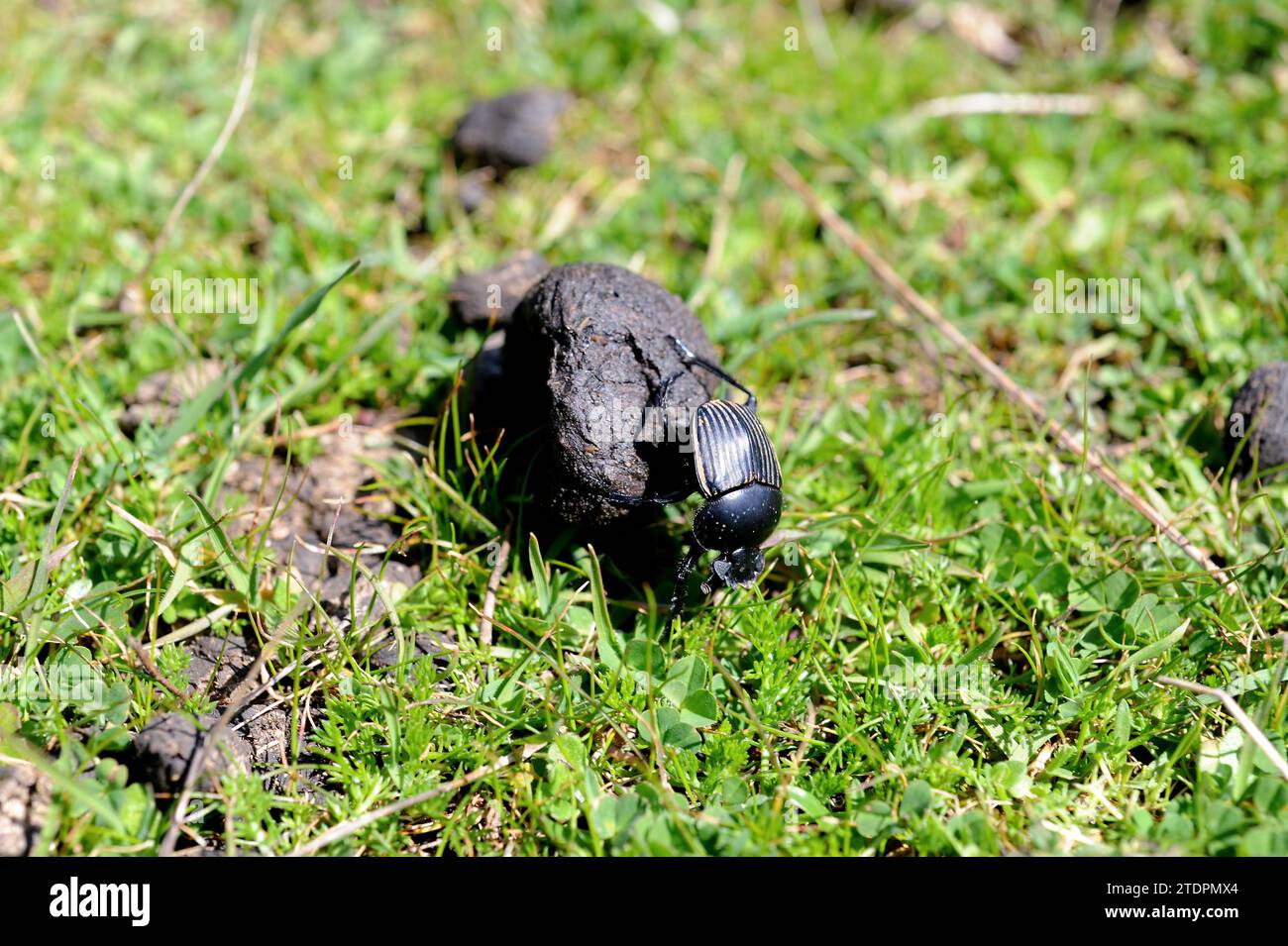 Sacred scarab (Scarabeus sacer) is a dung beetle native to ...