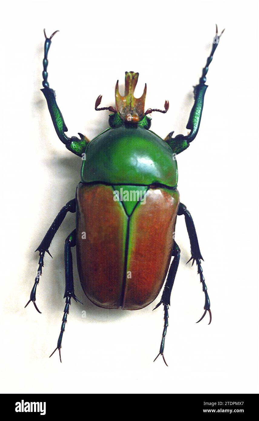 Taurrhina longiceps is a beetle native to Africa. Male Stock Photo - Alamy