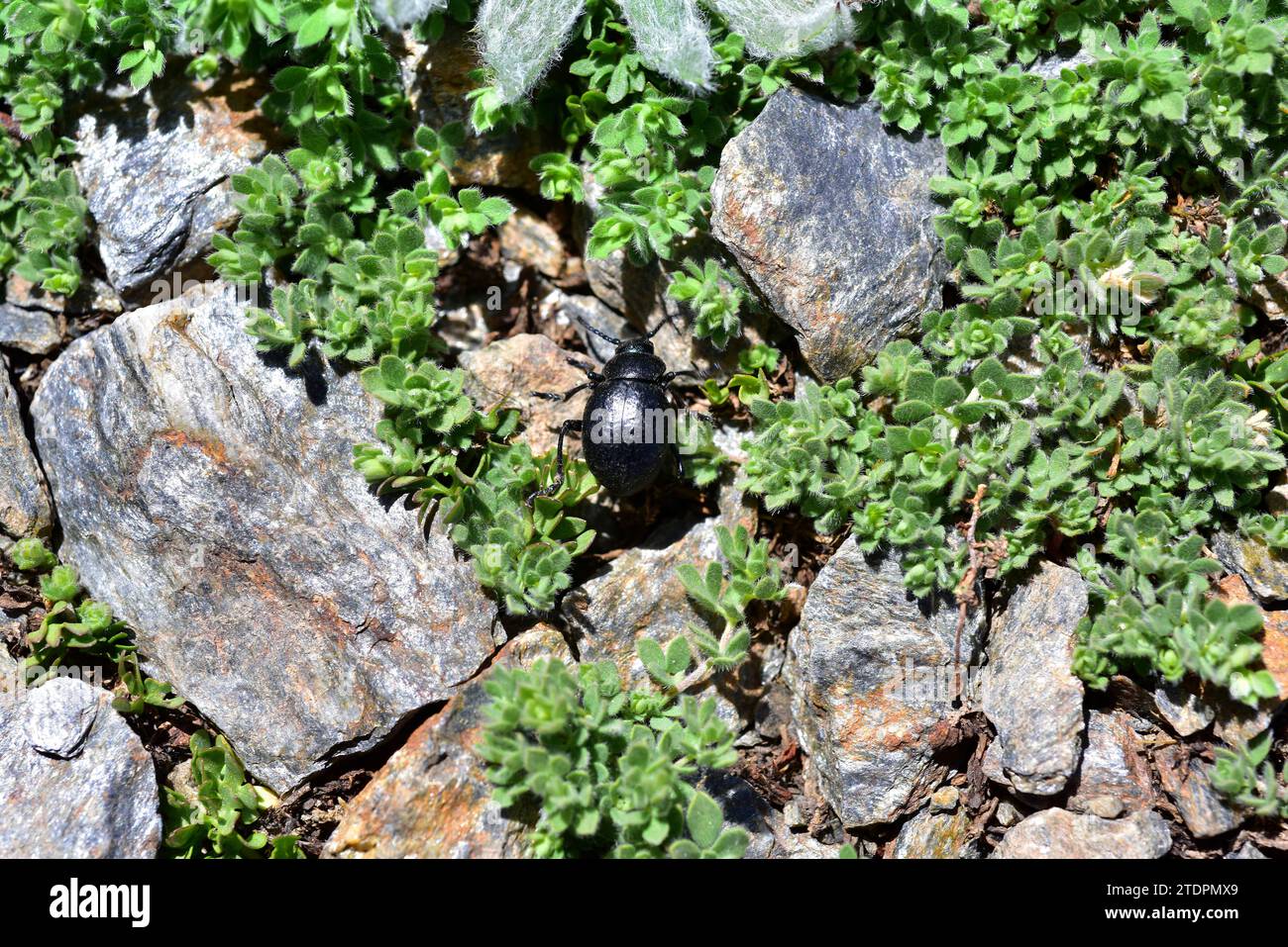 Timarcha lugens is a wingless beetle endemic to Sierra Nevada. This ...