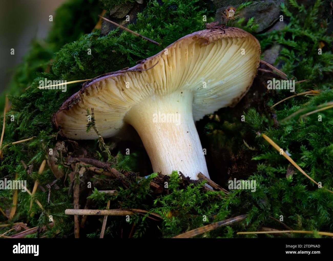 A Macro Photograph of a Rusula Mushroom Growing Through Liken in a ...