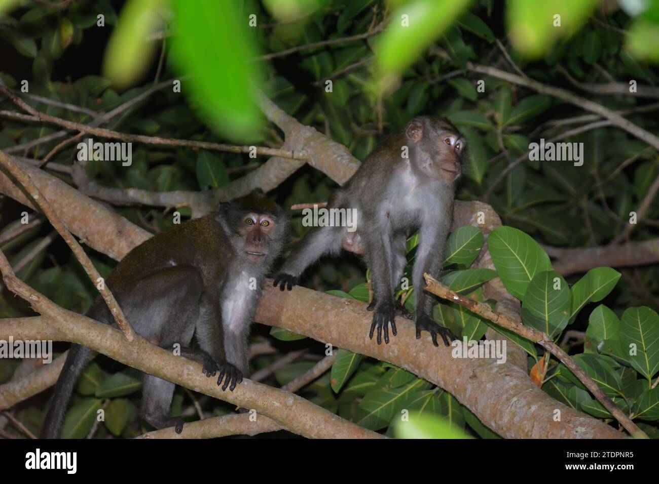 Macaque monkeys resting in the trees and roofs, the eyes say it all ...