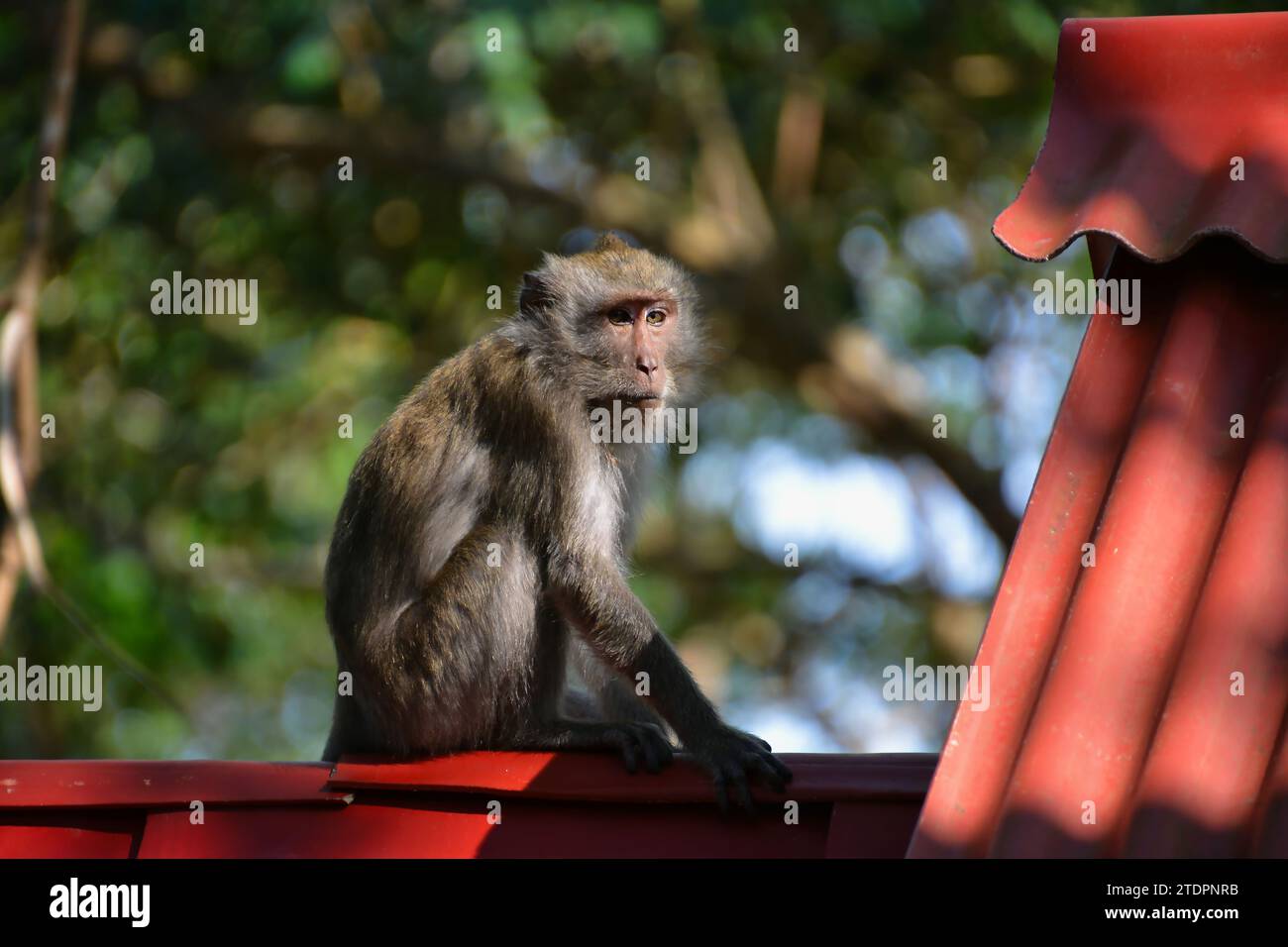 Macaque monkeys resting in the trees and roofs, the eyes say it all ...