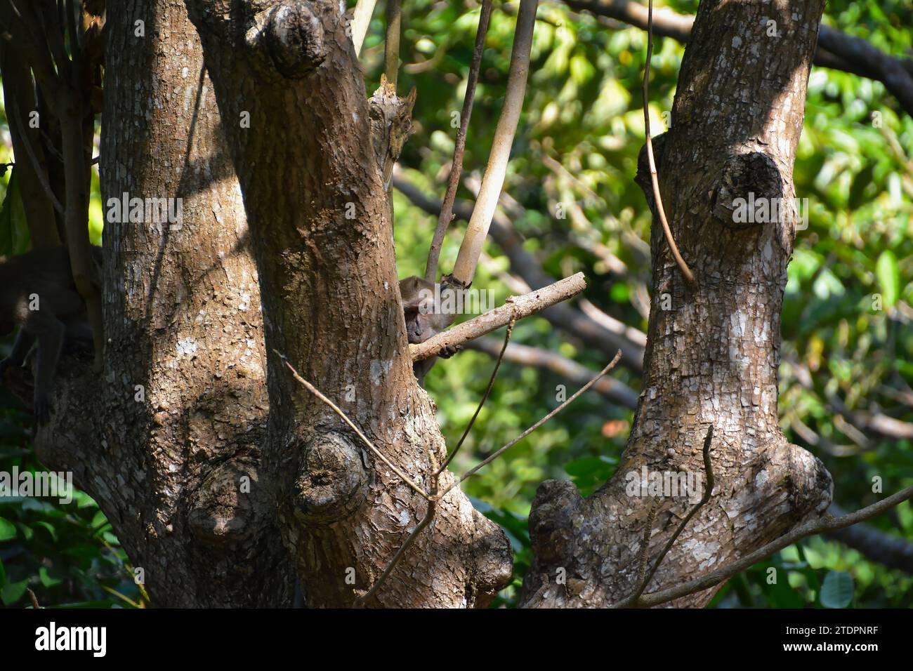 A macaque monkey prepares a tool from a wood for picking out insects ...