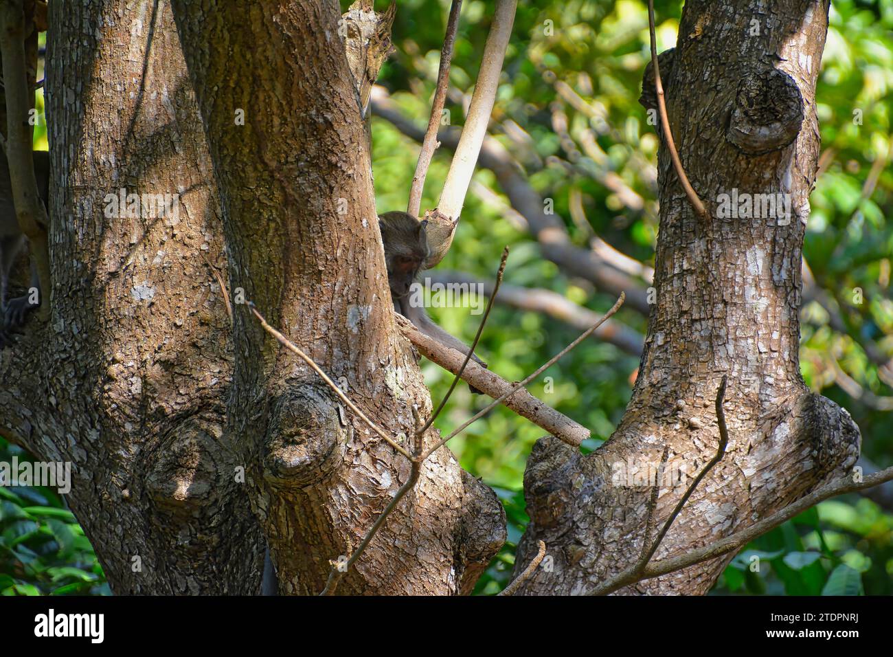 A macaque monkey prepares a tool from a wood for picking out insects ...