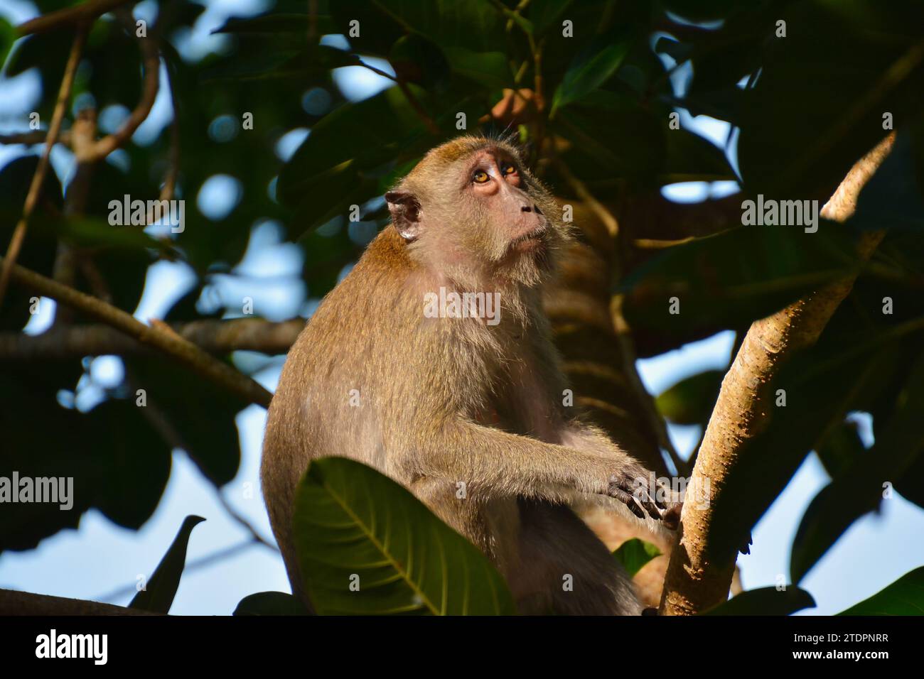 Macaque monkeys resting in the trees and roofs, the eyes say it all ...