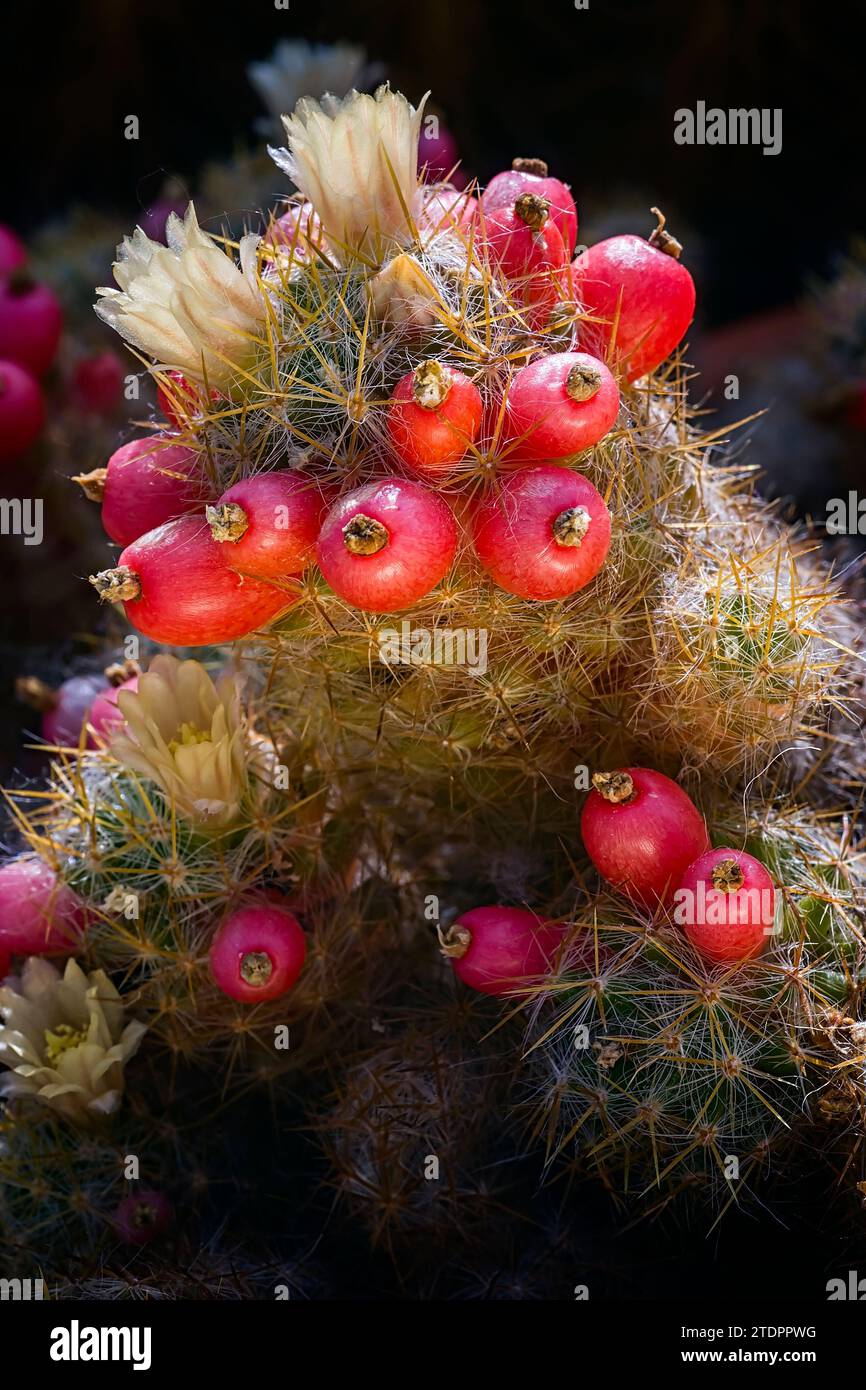 Texas Nipple Cactus Mammillaria Prolifera Cactaceae Ornamental