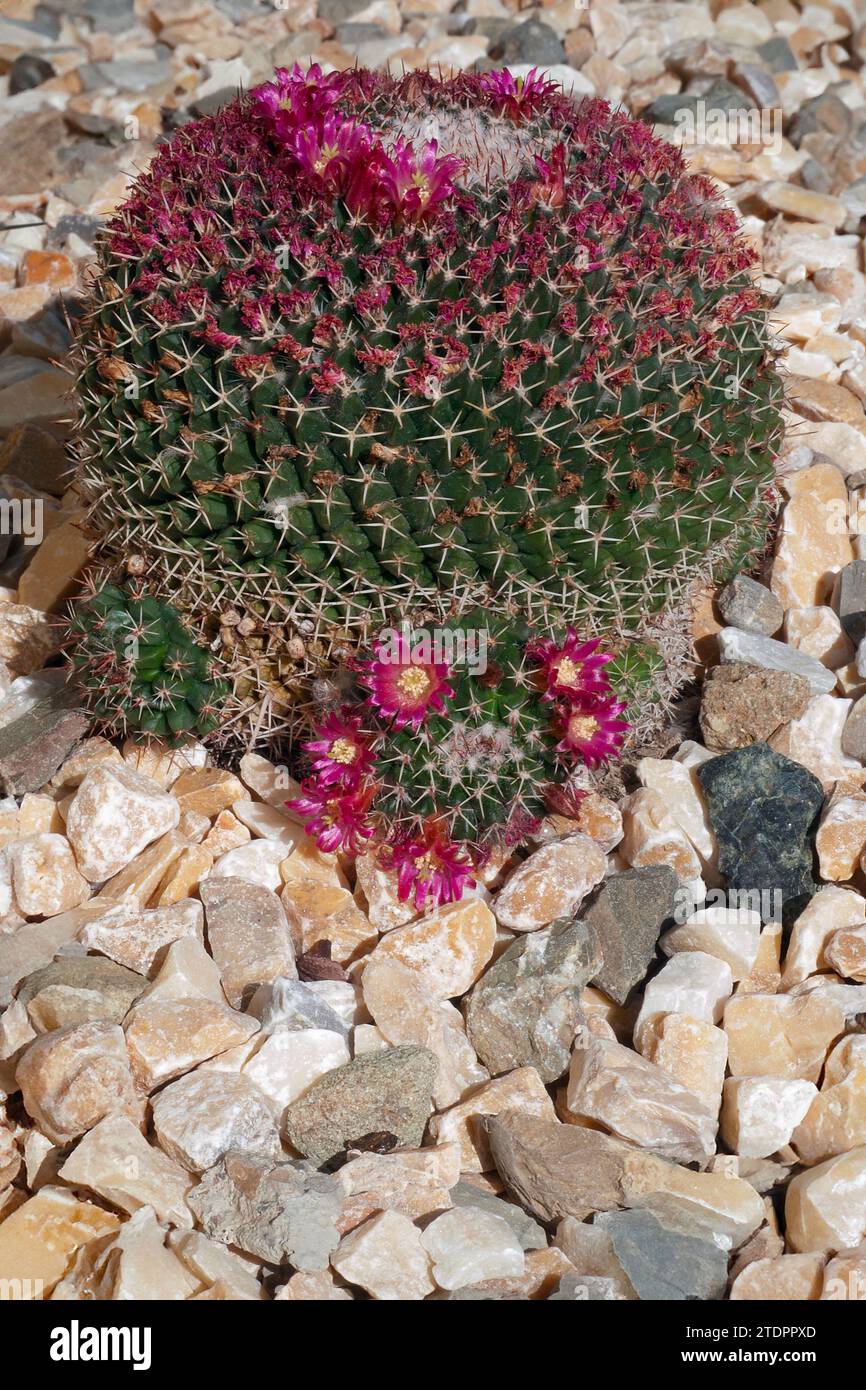 Mammillaria sp., Cactaceae. Ornamental succulent plant. rare cactus ...