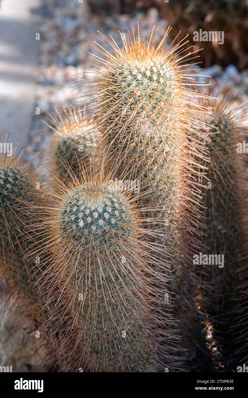 Mammillaria magnifica, Cactaceae. Ornamental succulent plant. rare ...