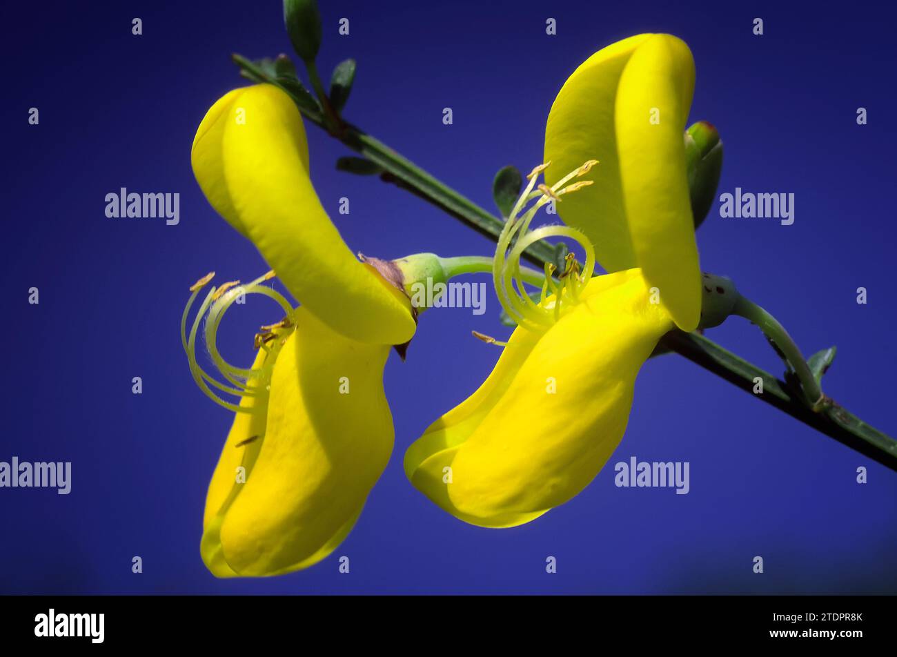 Common broom (Cytisus scoparius), Fabaceae. Deciduous shrub. Yellow ...