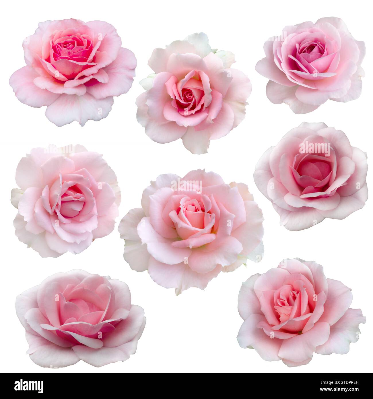collage of delicate pink roses isolated on white background Stock Photo ...