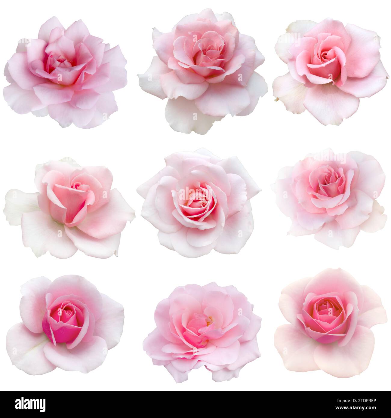 Collage of delicate pink roses isolated on white background. Detail for ...