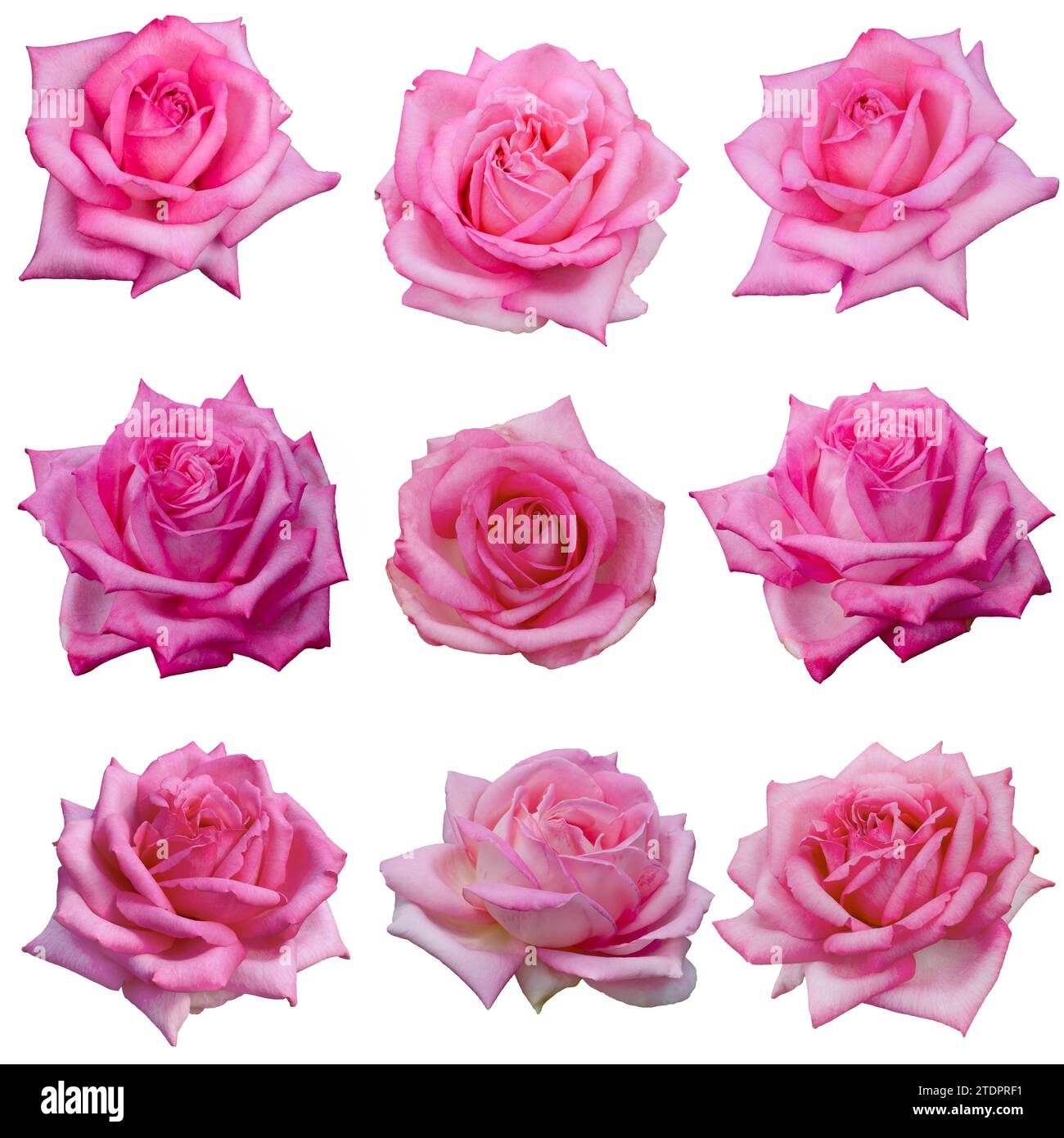 collage of delicate pink roses isolated on white background Stock Photo ...
