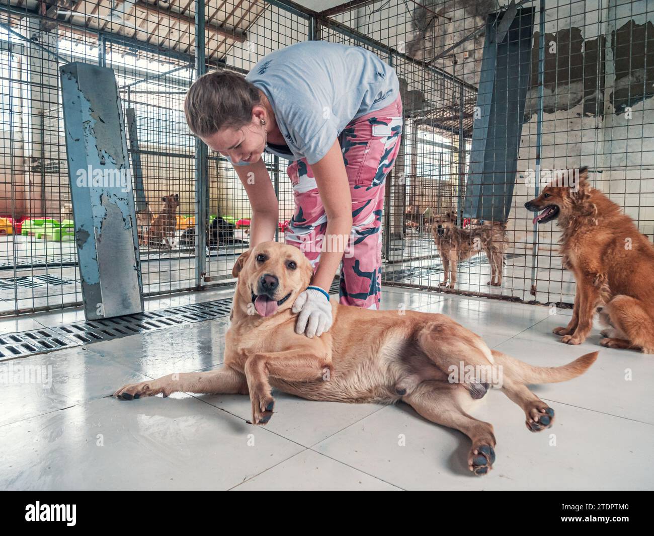 Young girl petting caged stray dog in pet shelter. People, Animals ...