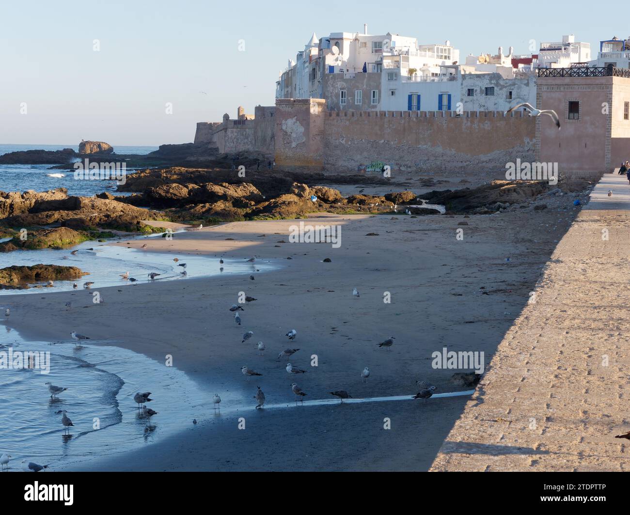 Rocky beach with seagulls and the medina in the city of Essaouira ...