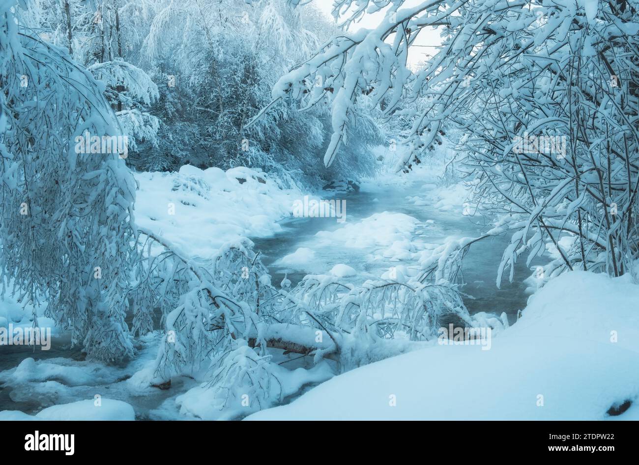 frosty winter landscape, river flows and soars under ice and snow in ...