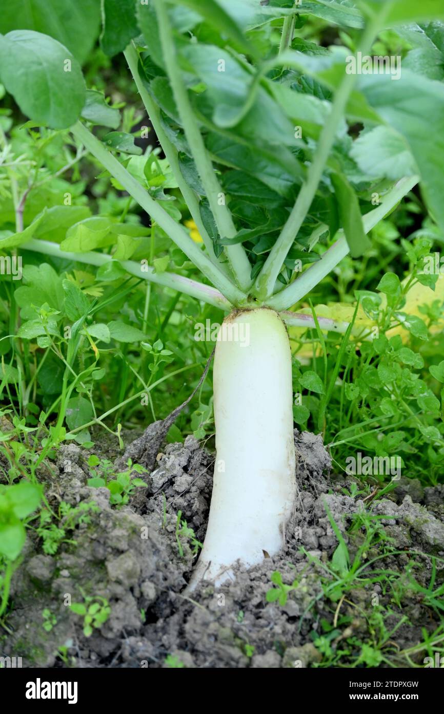 White Radish With Leaves Radish Leaf Edible Hi Res Stock Photography