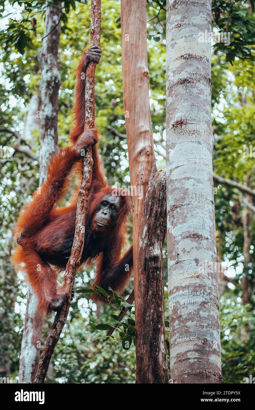 Orangutan in the Borneo wild forest, Indonesia Stock Photo - Alamy