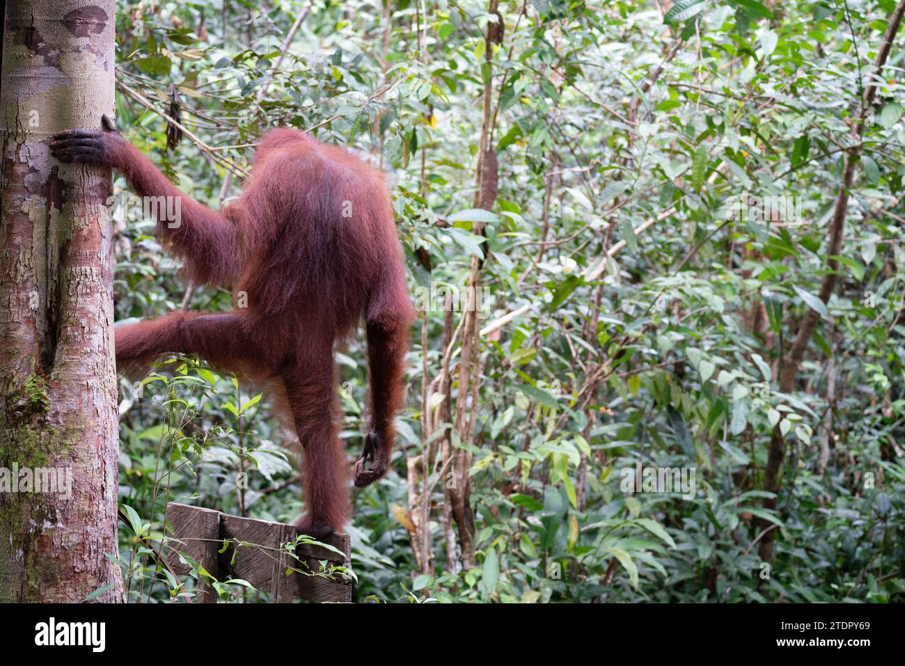 Orangutan in the Borneo wild forest, Indonesia Stock Photo - Alamy