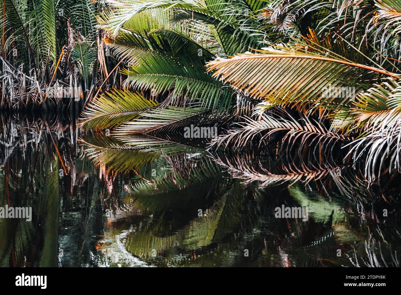 Palms reflecting on water, Borneo rainforest, Indonesia Stock Photo - Alamy