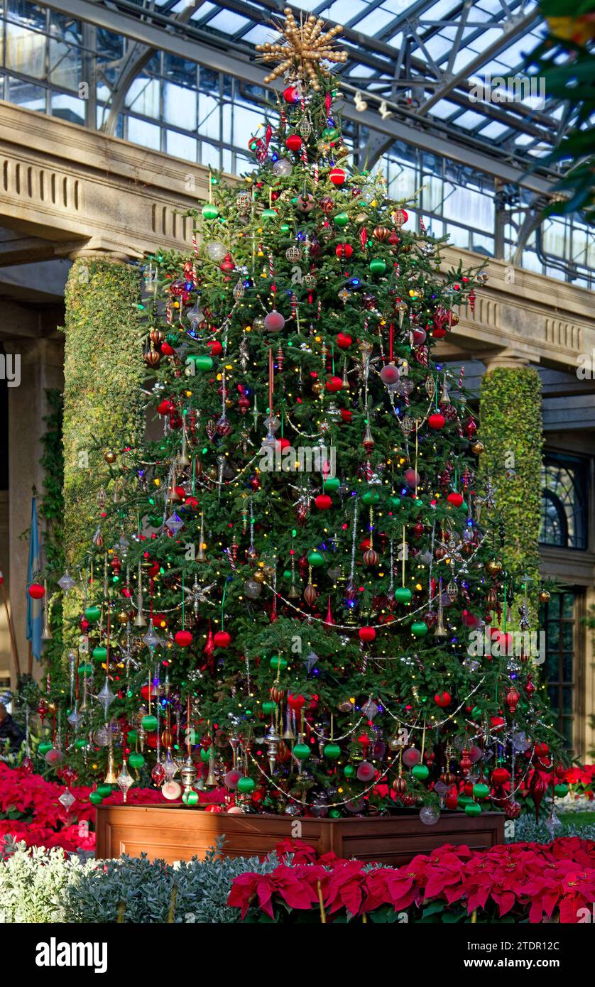 Large decorated evergreen tree hi-res stock photography and images - Alamy