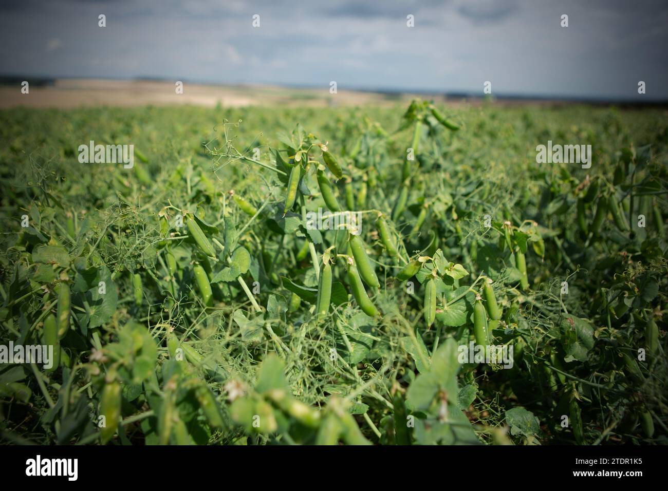 The Pea crop at The Green Pea Company who harvest peas in fields near ...