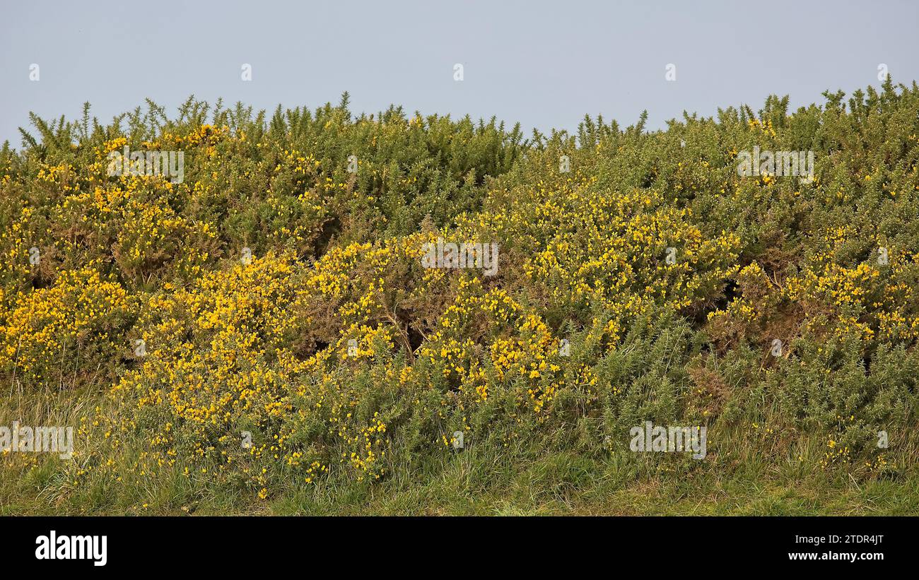 Yellow flowers common gorse bush hi-res stock photography and images ...