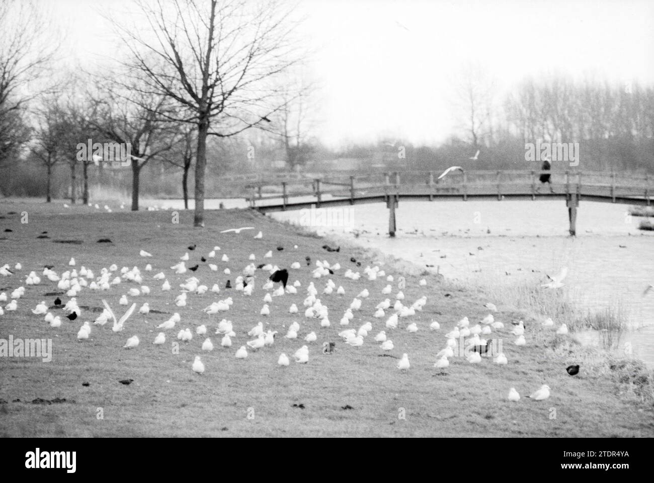 Birds in Reinalda Park, Birds, Haarlem, The Netherlands, 05-01-1989 ...